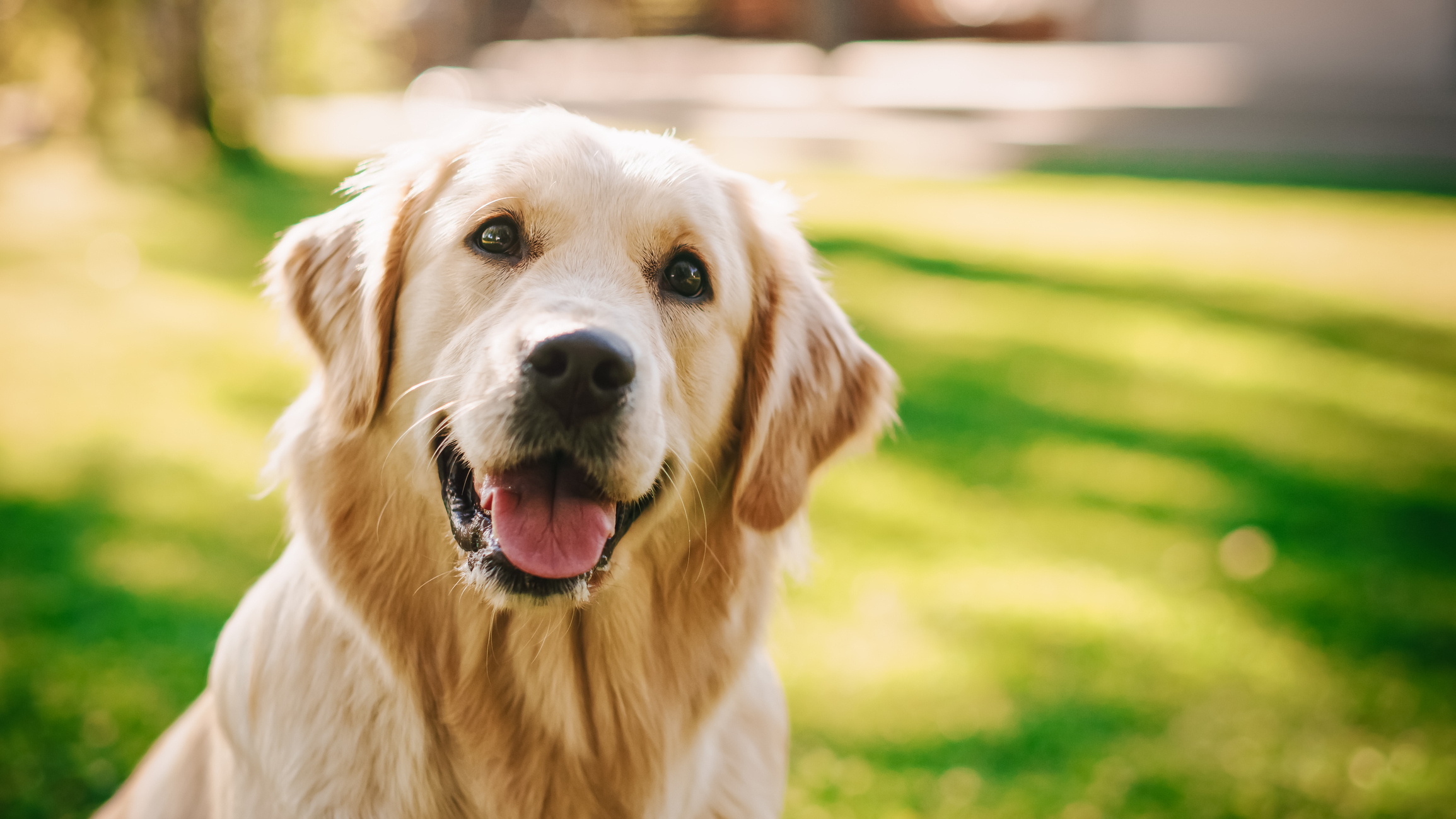 Conseils pour un pelage de chien brillant et sans nœuds
